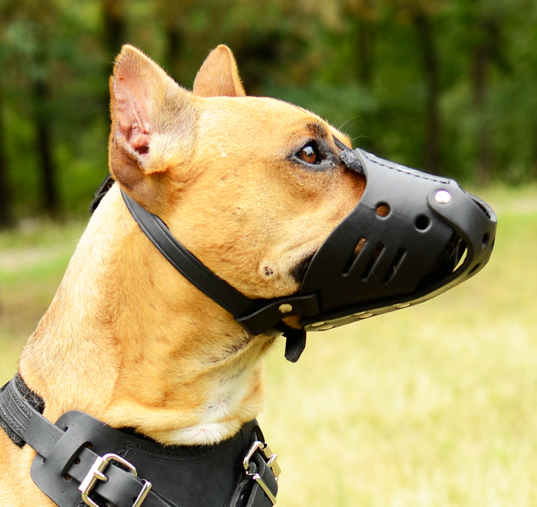 Amstaff Gear: Dog Harness, Muzzle, Collar, Leash